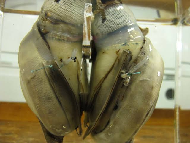 Tiny Perth startup takes on medical moonshot - Australian Manufacturing ...