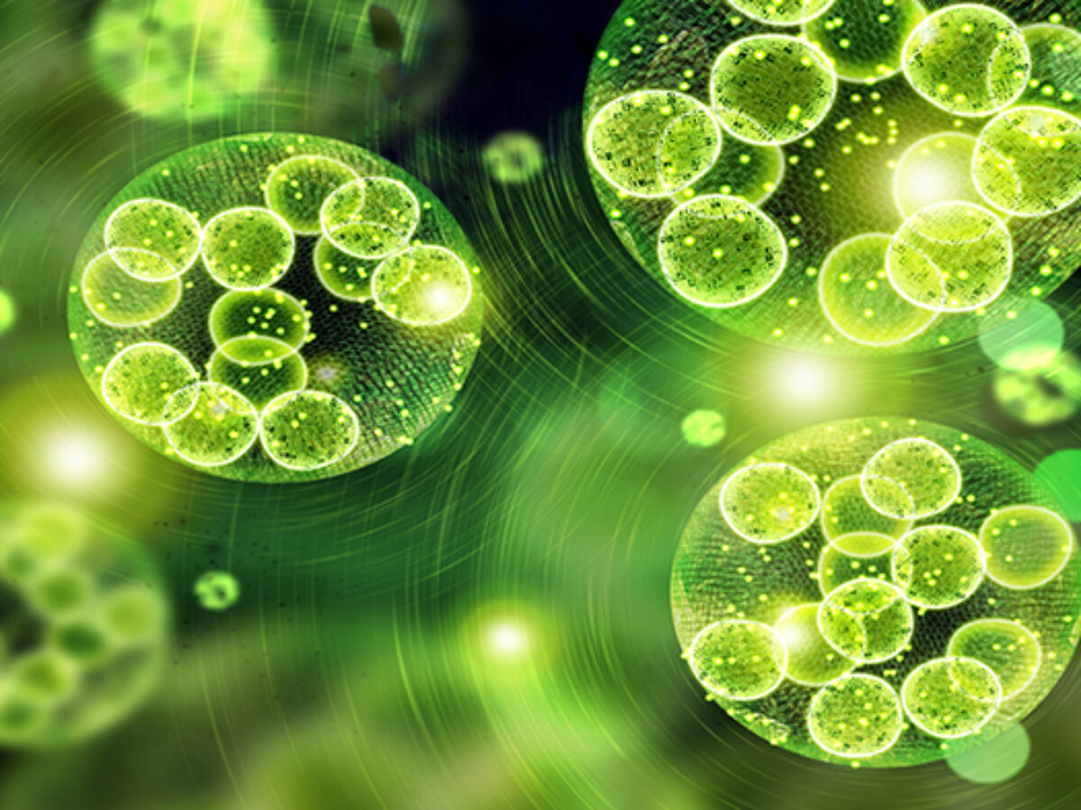 Monash chemical engineers in algae-to-hydrogen breakthrough ...